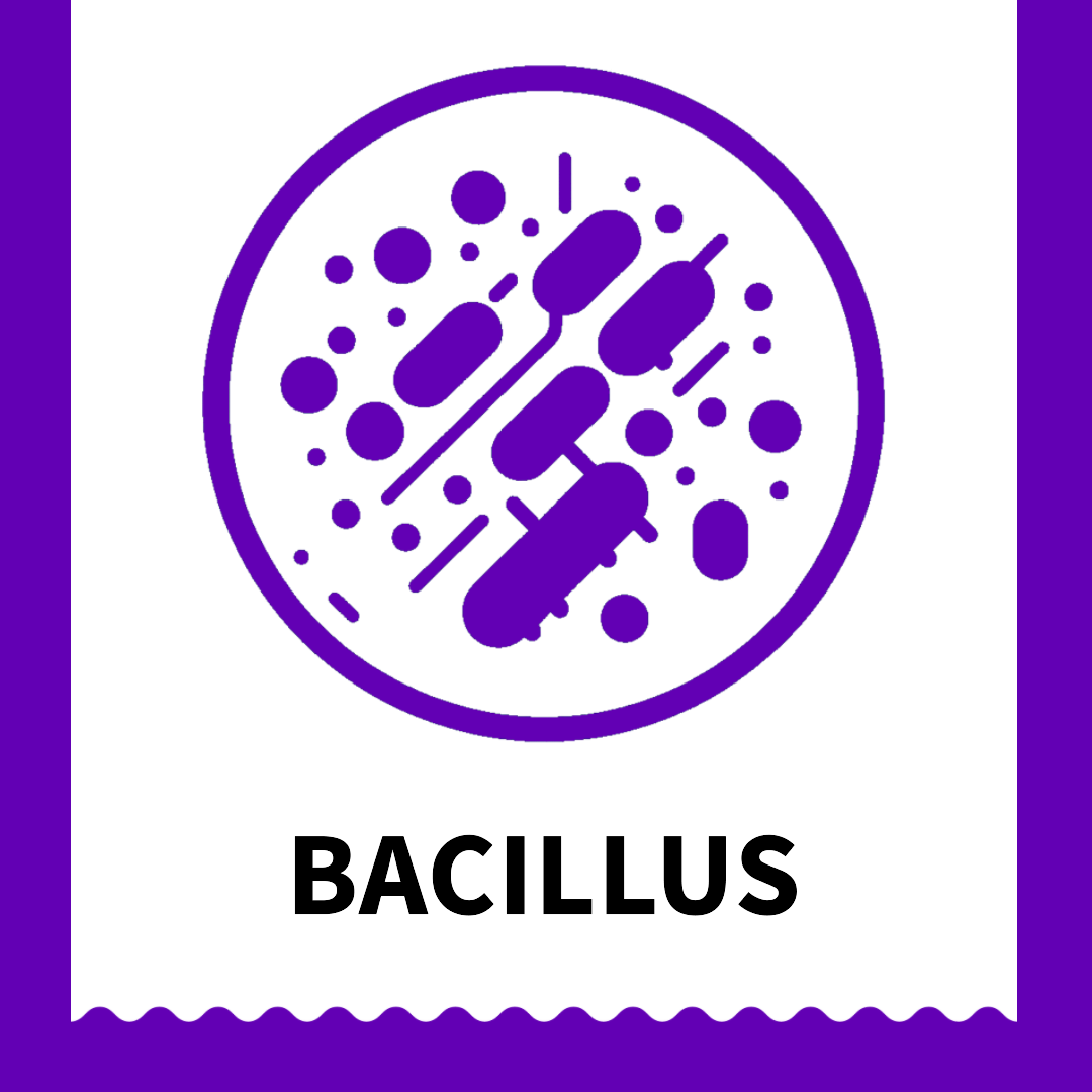 Article: Bountiful Bacillus and Vivacious VAM - Microbiology ...